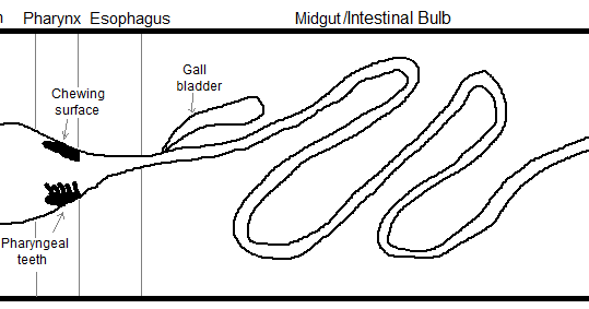 Japon Balığı: Japon Balığı Yemleri ve Beslenmesi