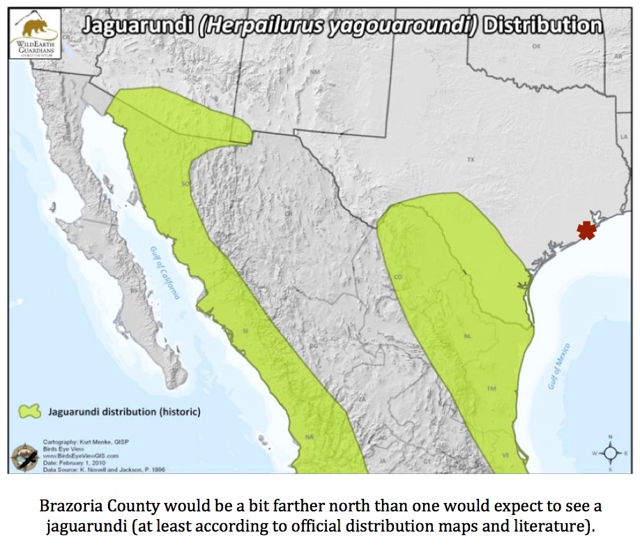 Texas Cryptid Hunter: Fresh Reports of Black Panthers in Texas