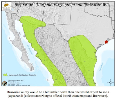Texas Cryptid Hunter: Fresh Reports of Black Panthers in Texas