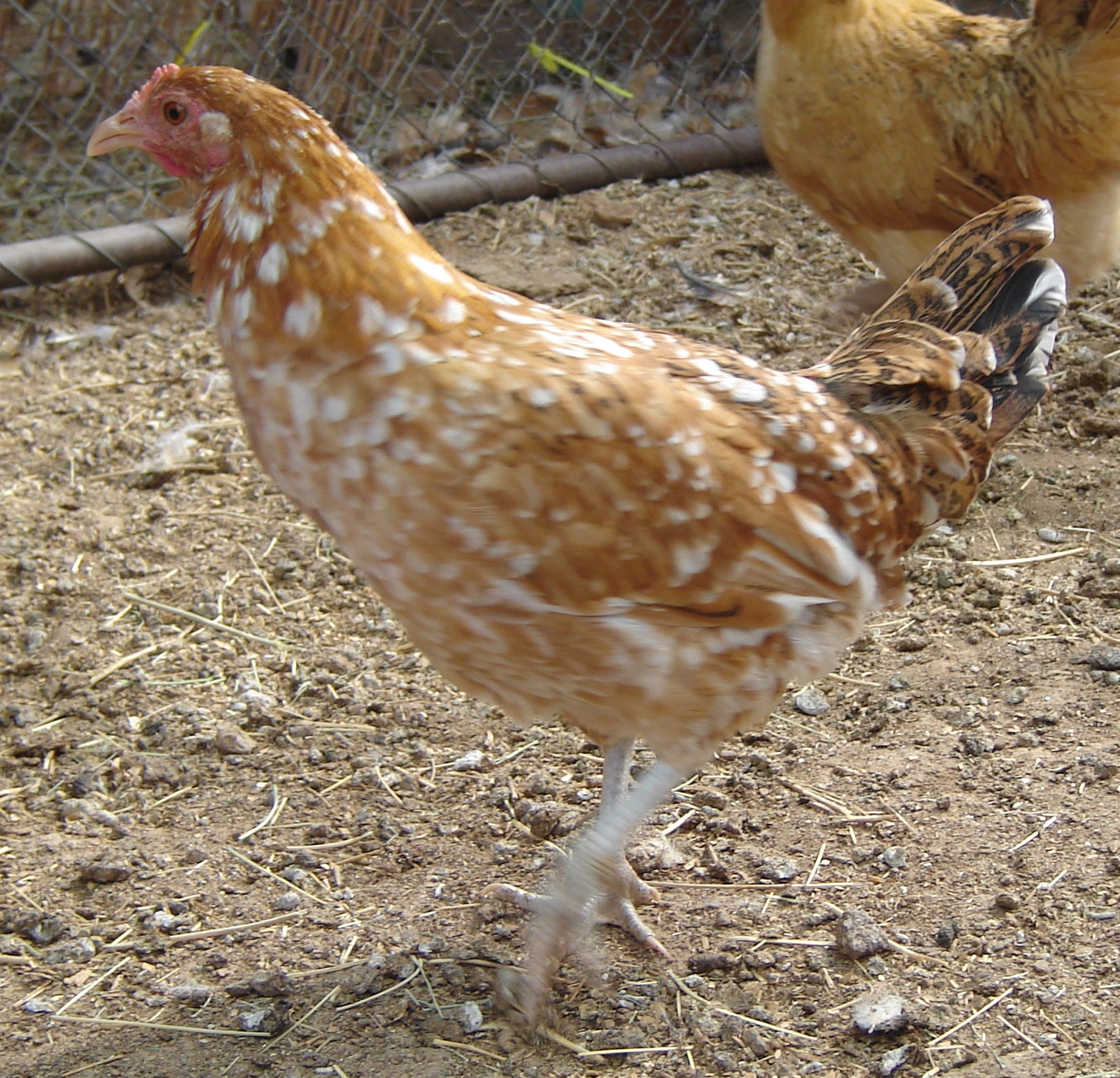 Aloha Chickens: The Return of Ginger