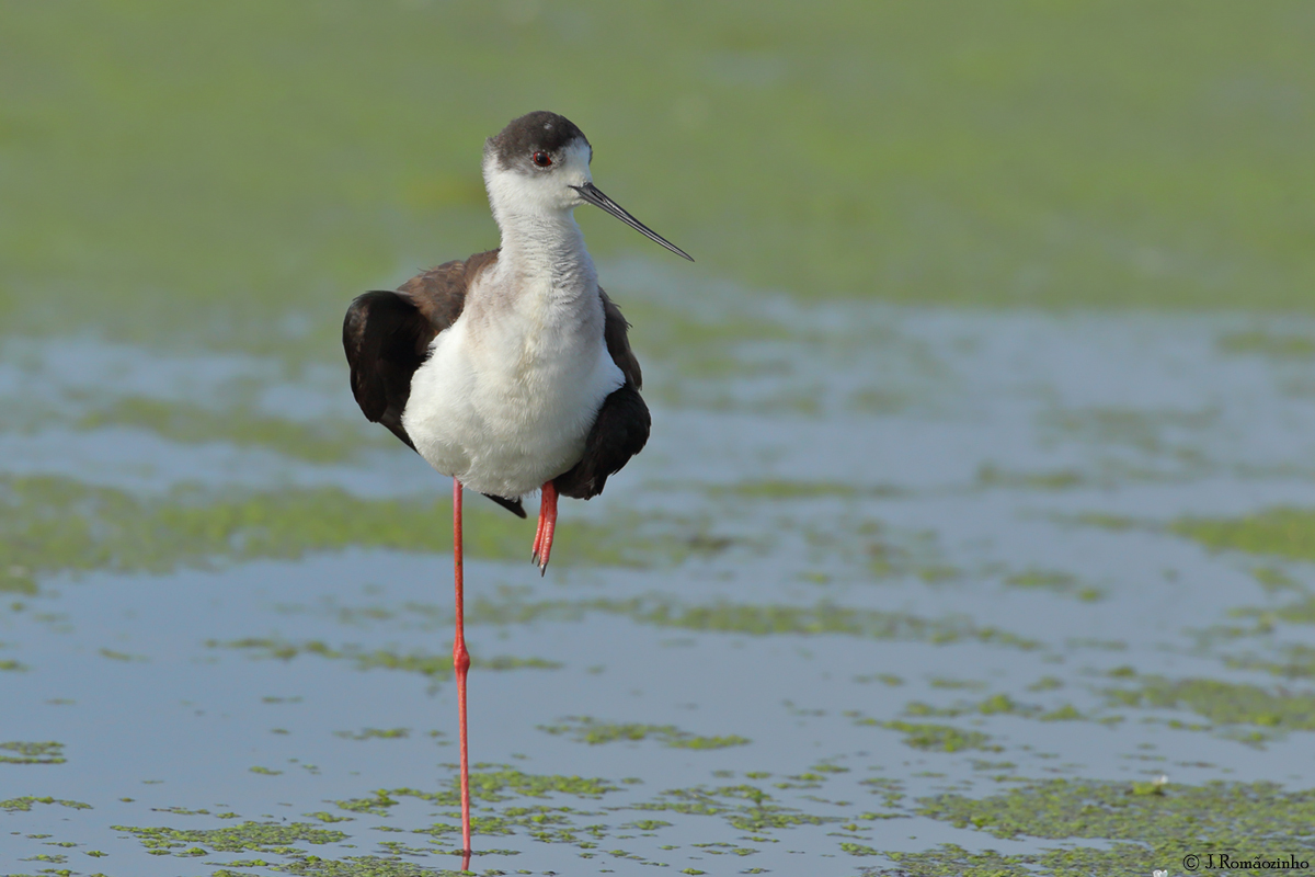 Pescador de aves: Pernilongo # 3