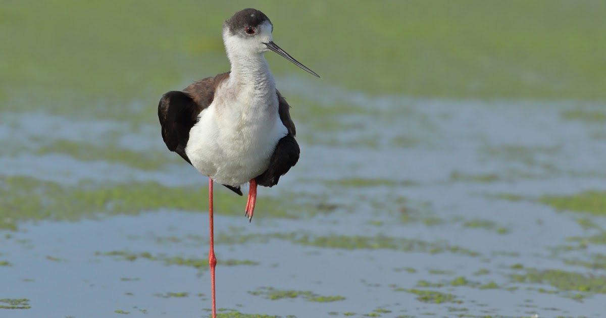 Pescador de aves: Pernilongo # 3