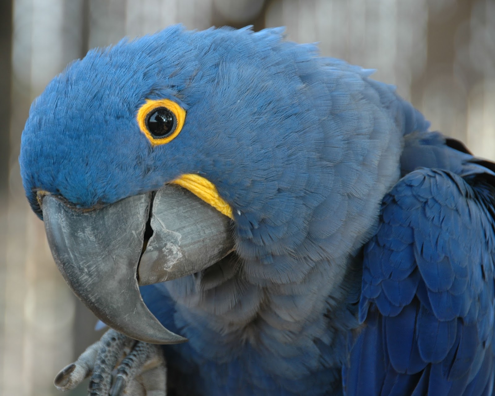 ΠΑΠΑΓΑΛΟΣ MACAW photos - wallpapers | the fun bank