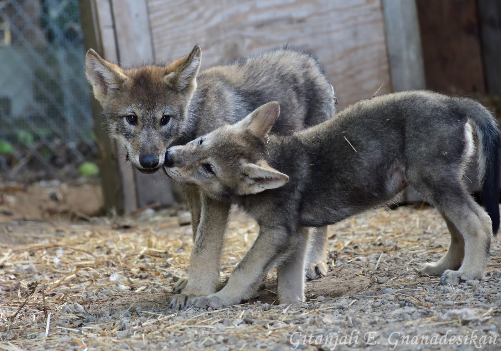 Wolf Pups Playing
