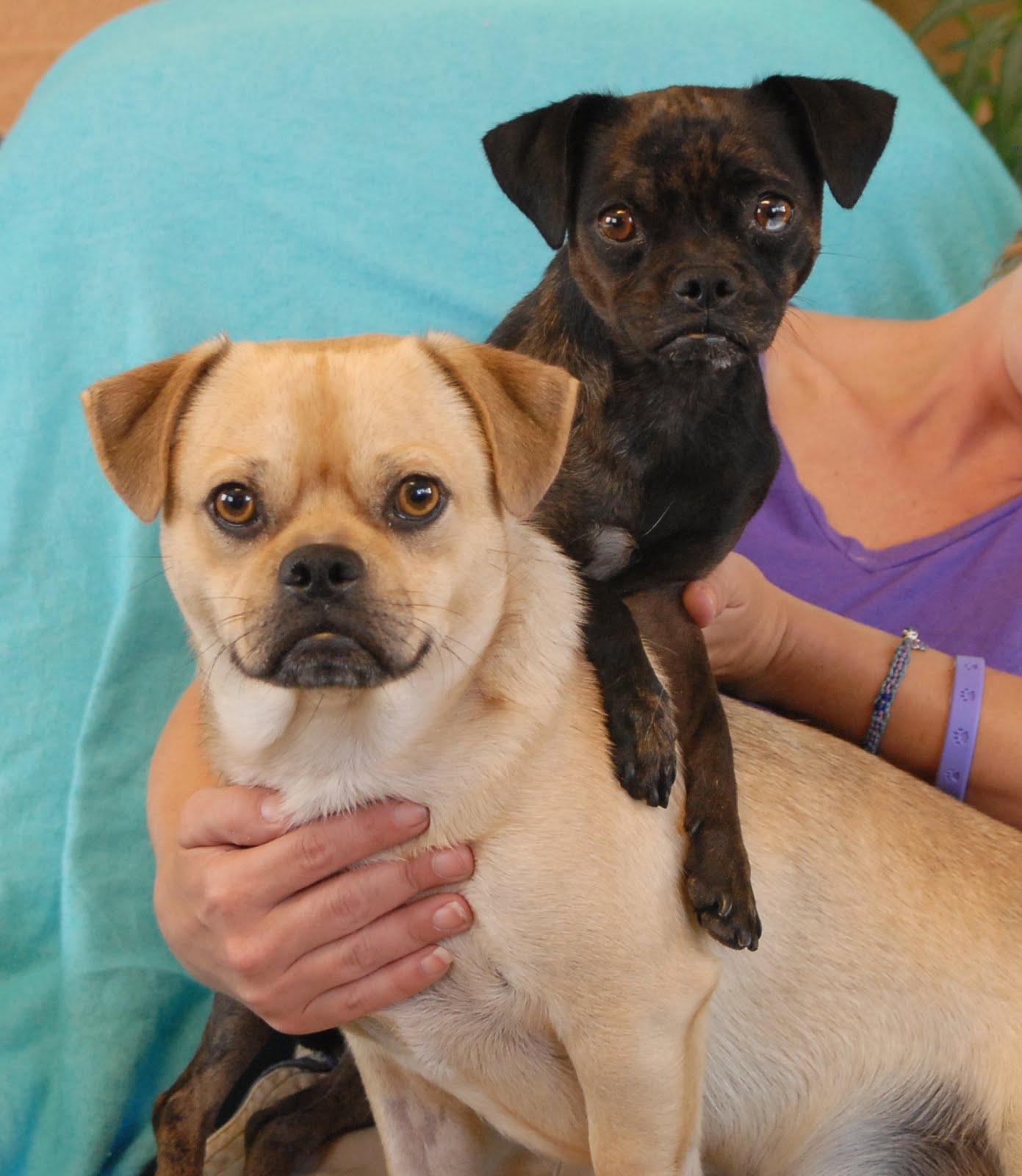 Chug puppies with a cosmic, inseparable bond.