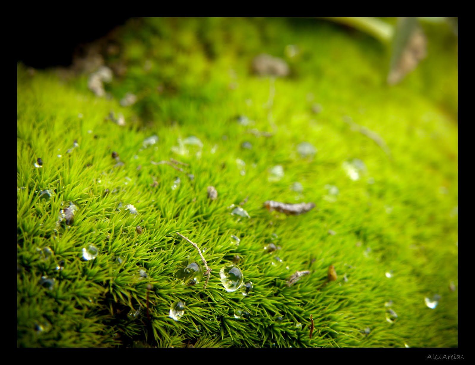 Olhares soltos...: Manto verde...