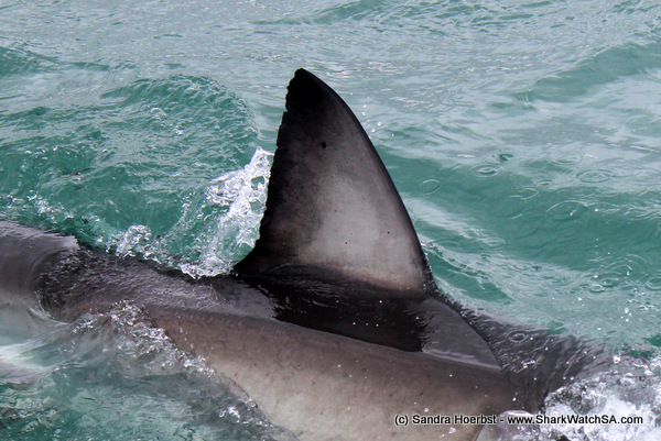 The great white shark / El gran tiburon blanco: aleta de tiburon blanco ...