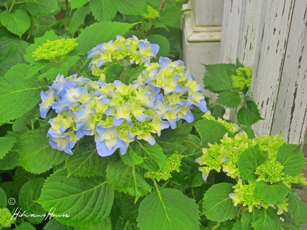 Hibiscus House: Morning Walk Hydrangeas In Full Bloom