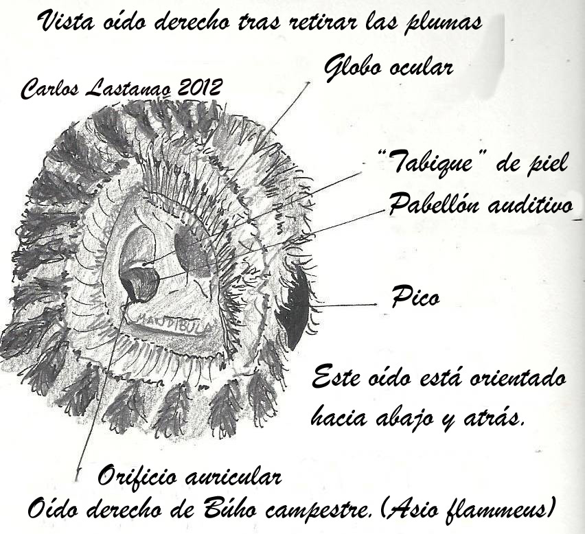 EL GRUMETE DEL BEAGLE: El sorprendente oído de los búhos