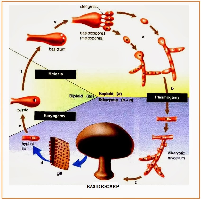 BIOLOGI GONZAGA: SIMPLE REPRODUKSI JAMUR