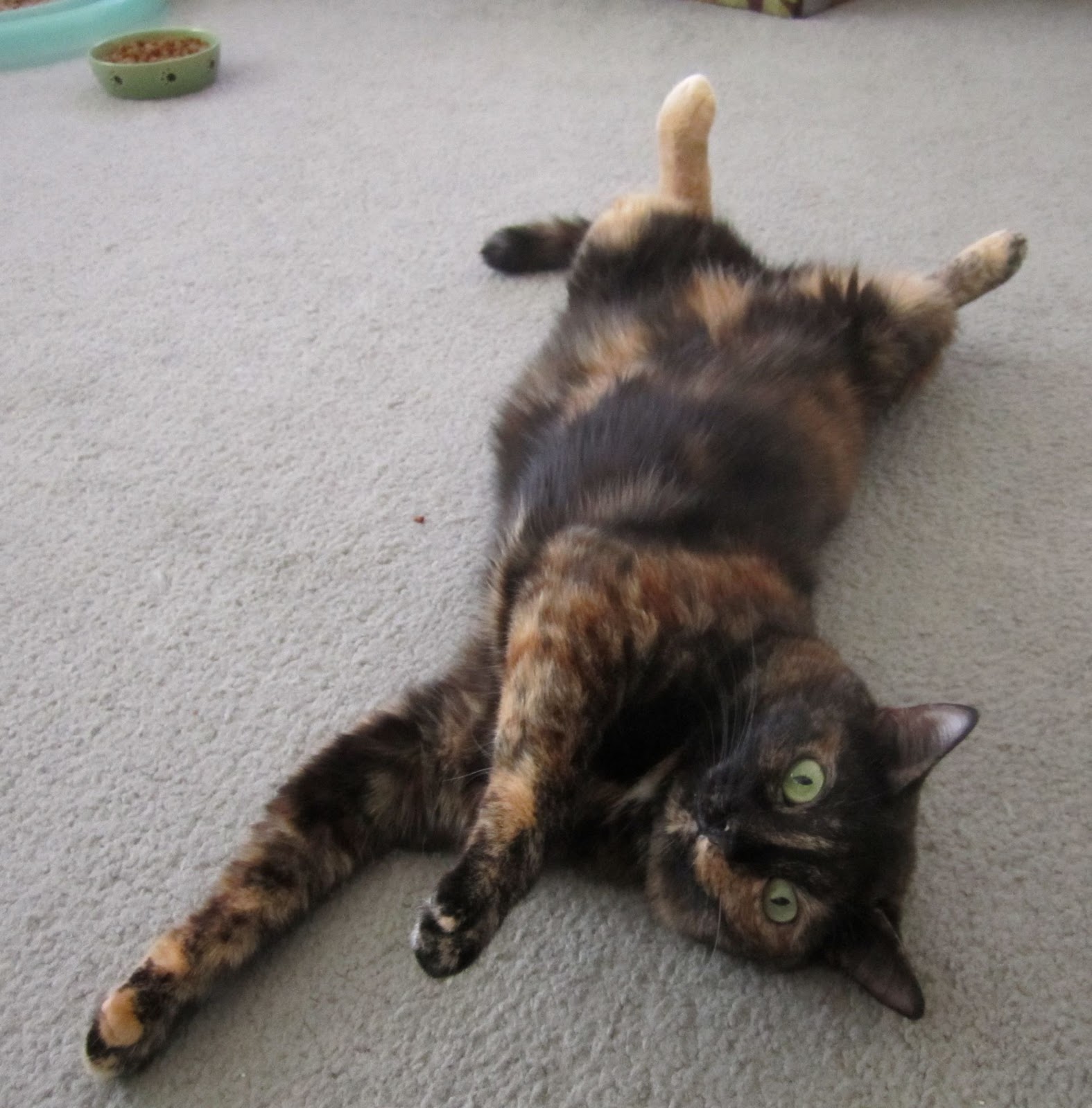 KC & The Giggleman Gang: National Feral Cat Day - KC & Kitties