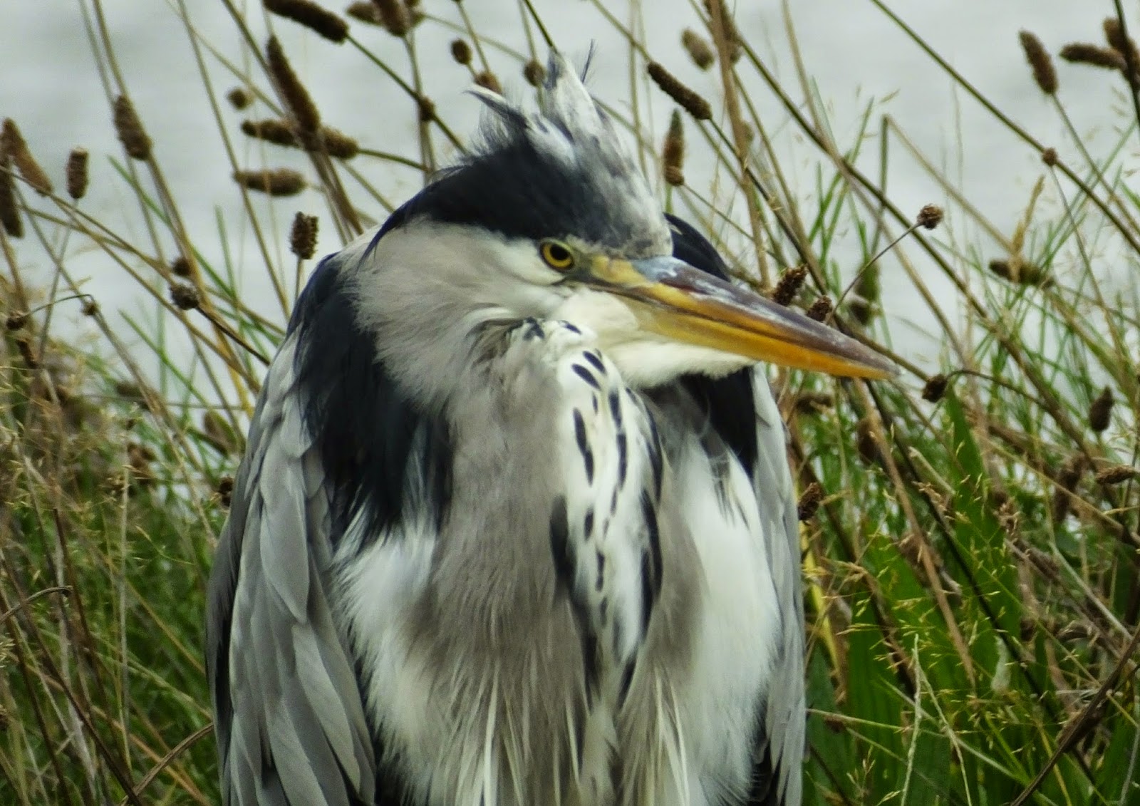 NI Bird Pics: Stephen McMillan - Grey Heron & Cormorant