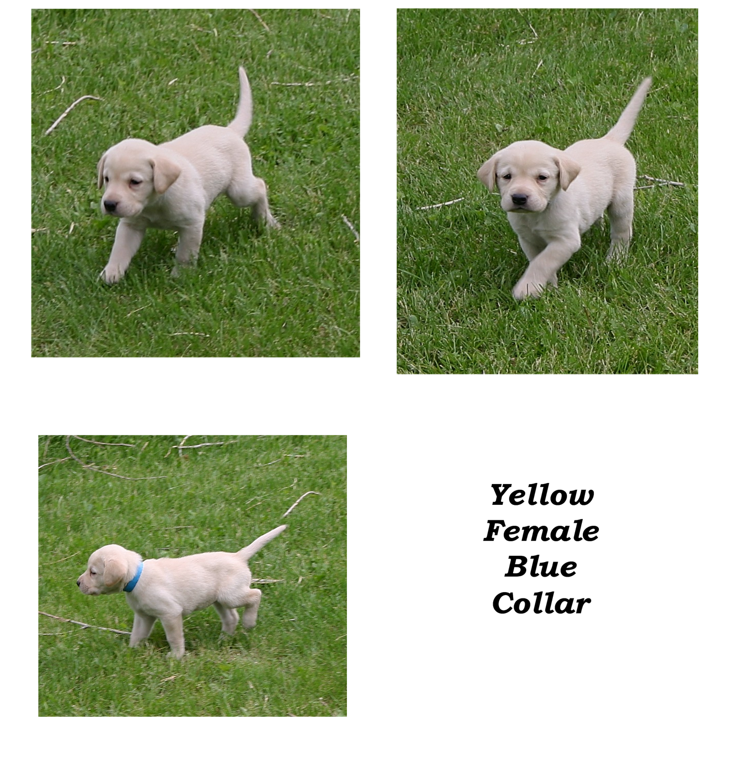 K and R Labradors: Puppies pictures 4 weeks old