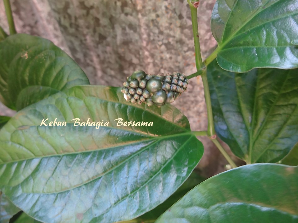 Kebun Bahagia Bersama: Bunga dan Buah Daun Kaduk