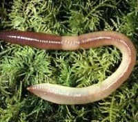 Animales Celomados y Acelomados