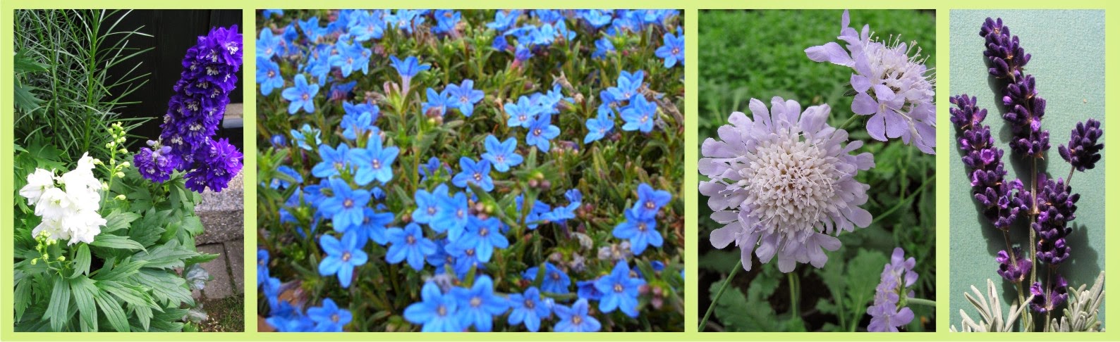 Hortiholičarke: Trajnice