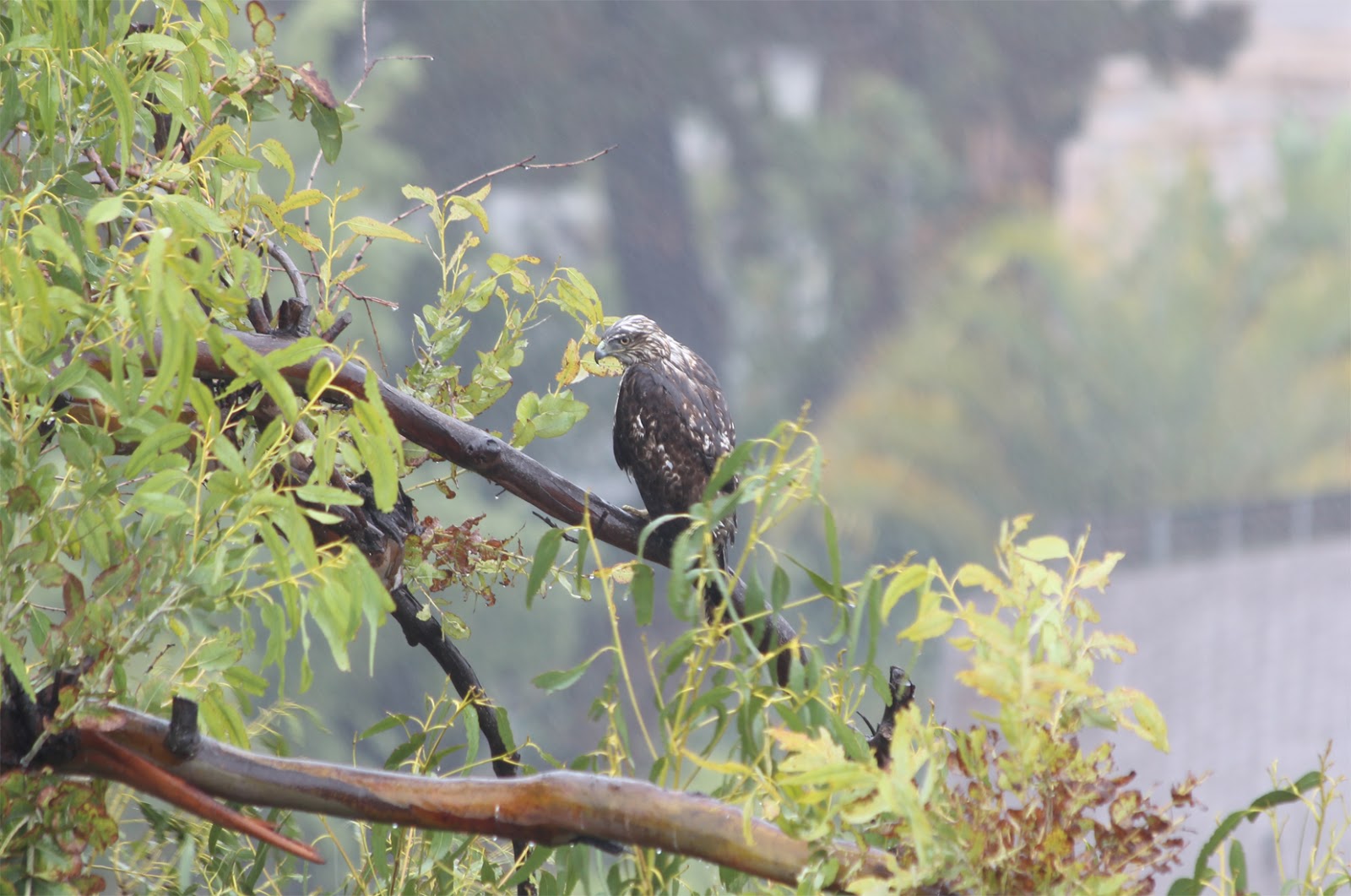 BirdCam on Cheltenham: Red-tailed Hawk in the rain