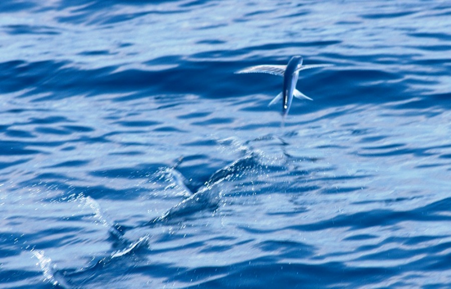 ΧΕΛΙΔΟΝΟΨΑΡΟ (FLYING FISH) photos - wallpapers | the fun bank