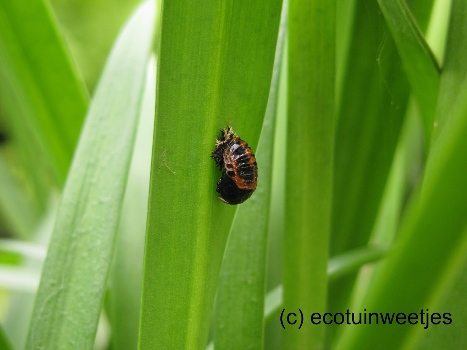 Ecotuinweetjes: Ecologisch bestrijden van bladluizen (deel 1 ...