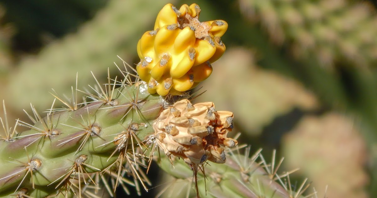 Walking Arizona: Cholla Fruit