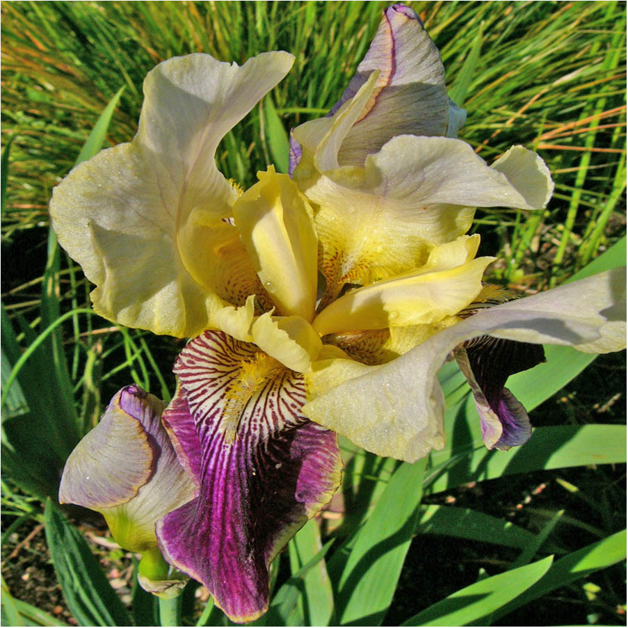 May's Irises