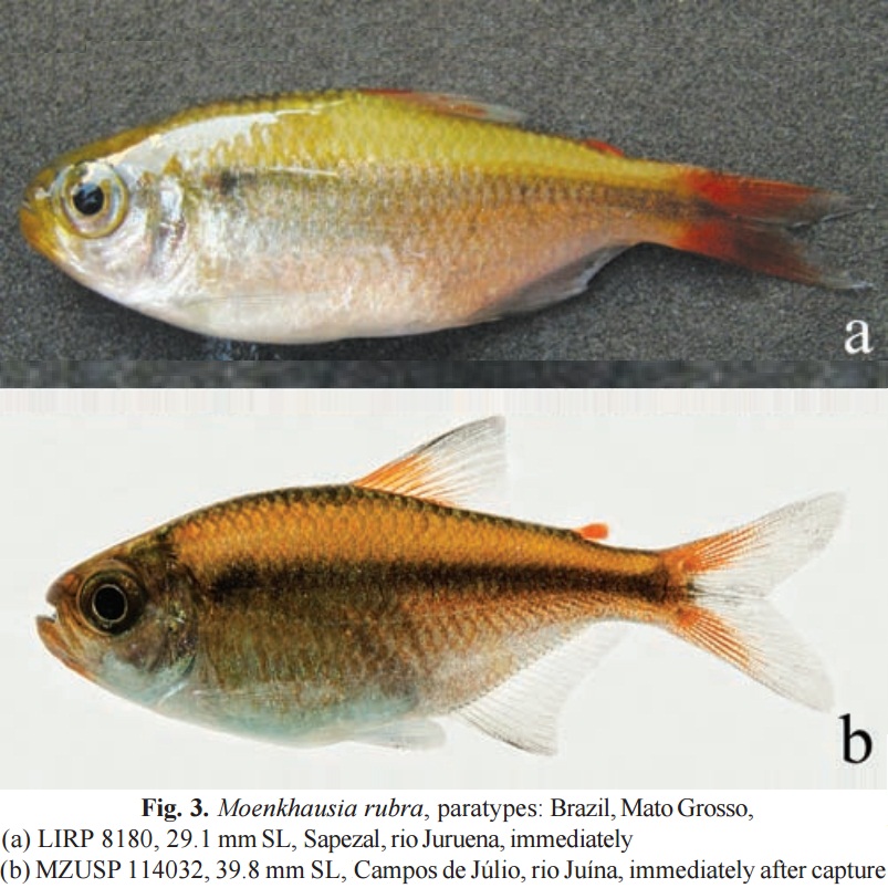 Species New to Science: [Ichthyology • 2014] Moenkhausia rubra • A New ...