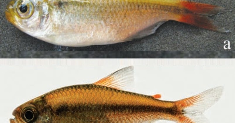 Species New to Science: [Ichthyology • 2014] Moenkhausia rubra • A New ...