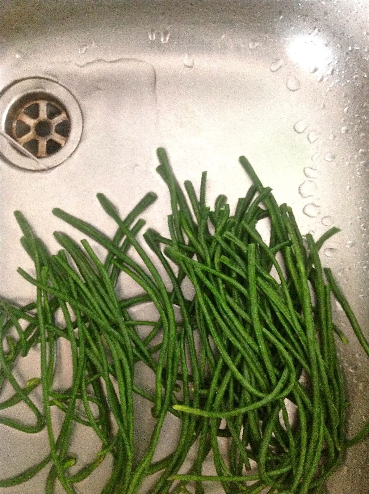 Salvia dei Poeti: Conoscete le stringhe?