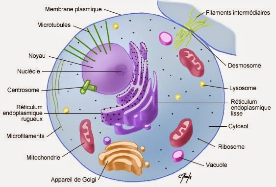 FSSM - SVSTU 1 - Cours Biologie Cellulaire - Membranes plasmiques I ...