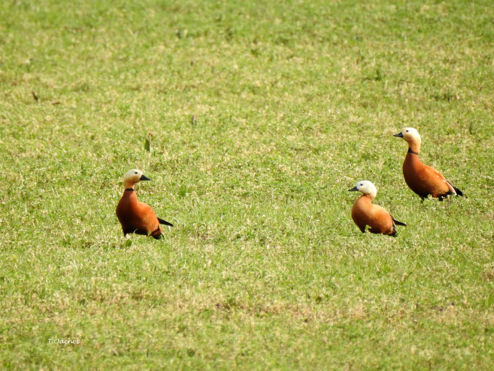PASARI DIN ROMANIA: CALIFAR ROSU, Tadorna ferruginea