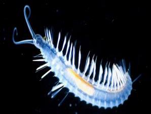 justin bieber car: Bioluminescence animal - Organism that emits light