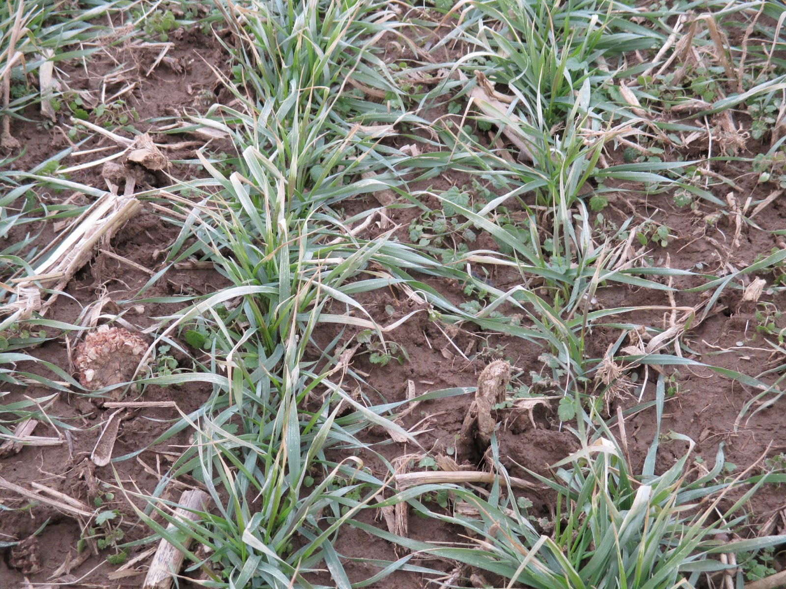 Grain Crops Update: Wheat Freeze Damage