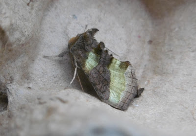 Martin's Moths: Spit and polish