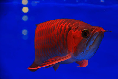 7 Wildly Popular Indonesian Aquarium Fish