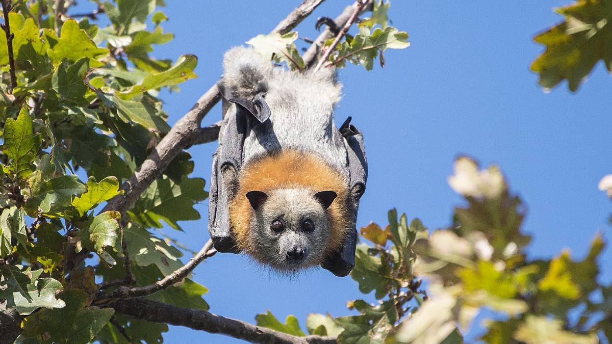 Tamworth flying fox population swells to 100,000