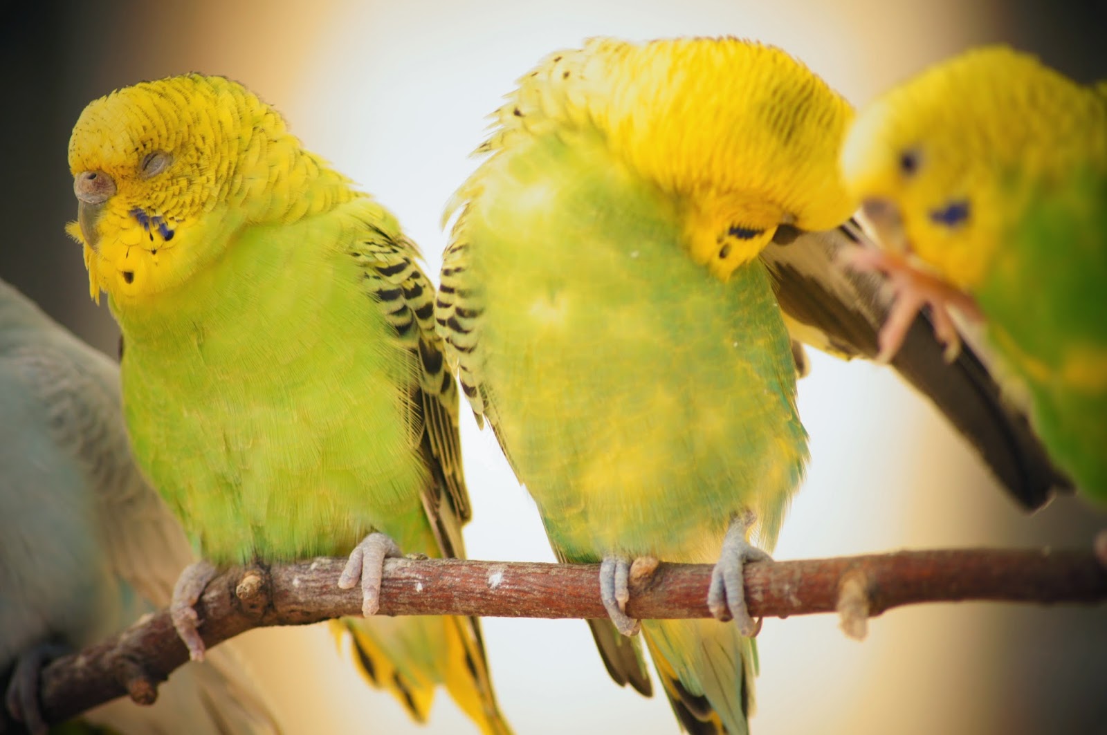 89 bird public domain pictures - 1 million free pictures