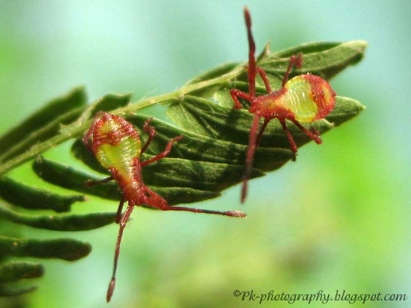 Box Bug-Gonocerus acuteangulatus | Nature, Cultural, and Travel ...