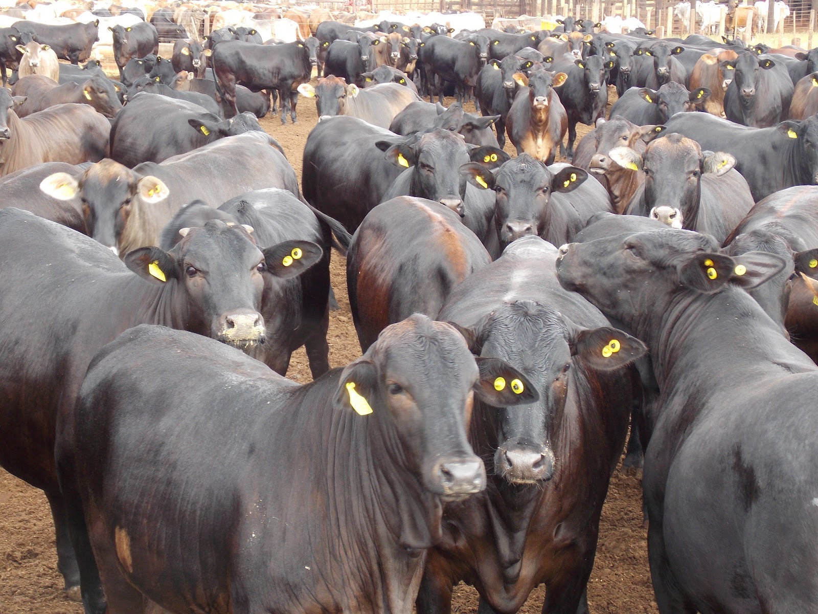 BRAZIL NATURE: Raça Angus