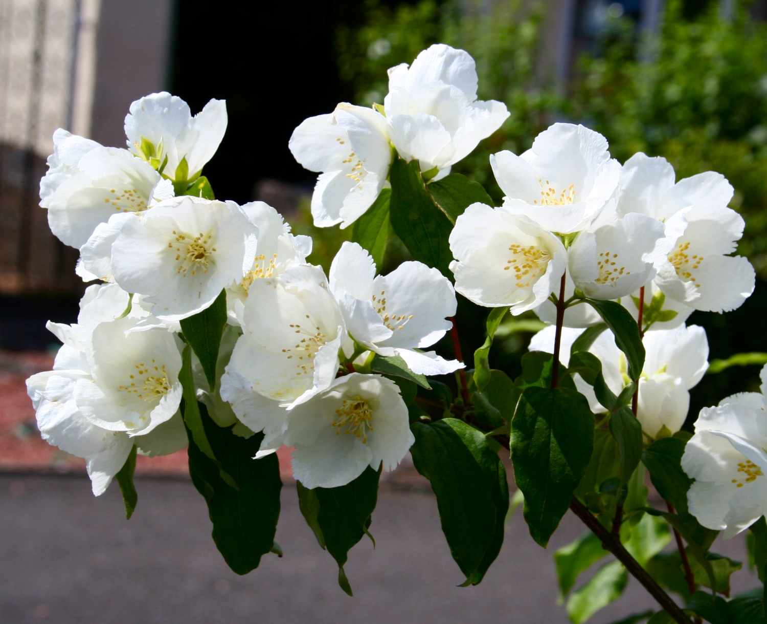 Scottish Artist and his Garden: Summer Flowering Shrubs