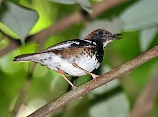 Punglor Enggano - Kenariku