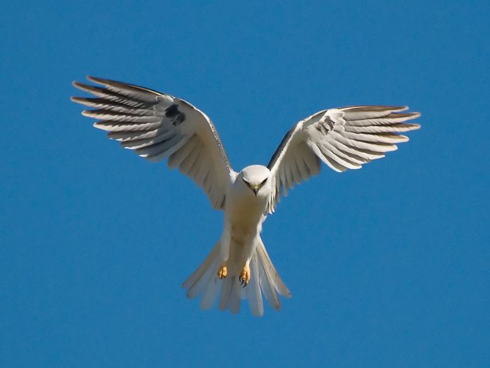 Bellas Aves de El Salvador: Elanus leucurus (gavilán cola blanca o ...