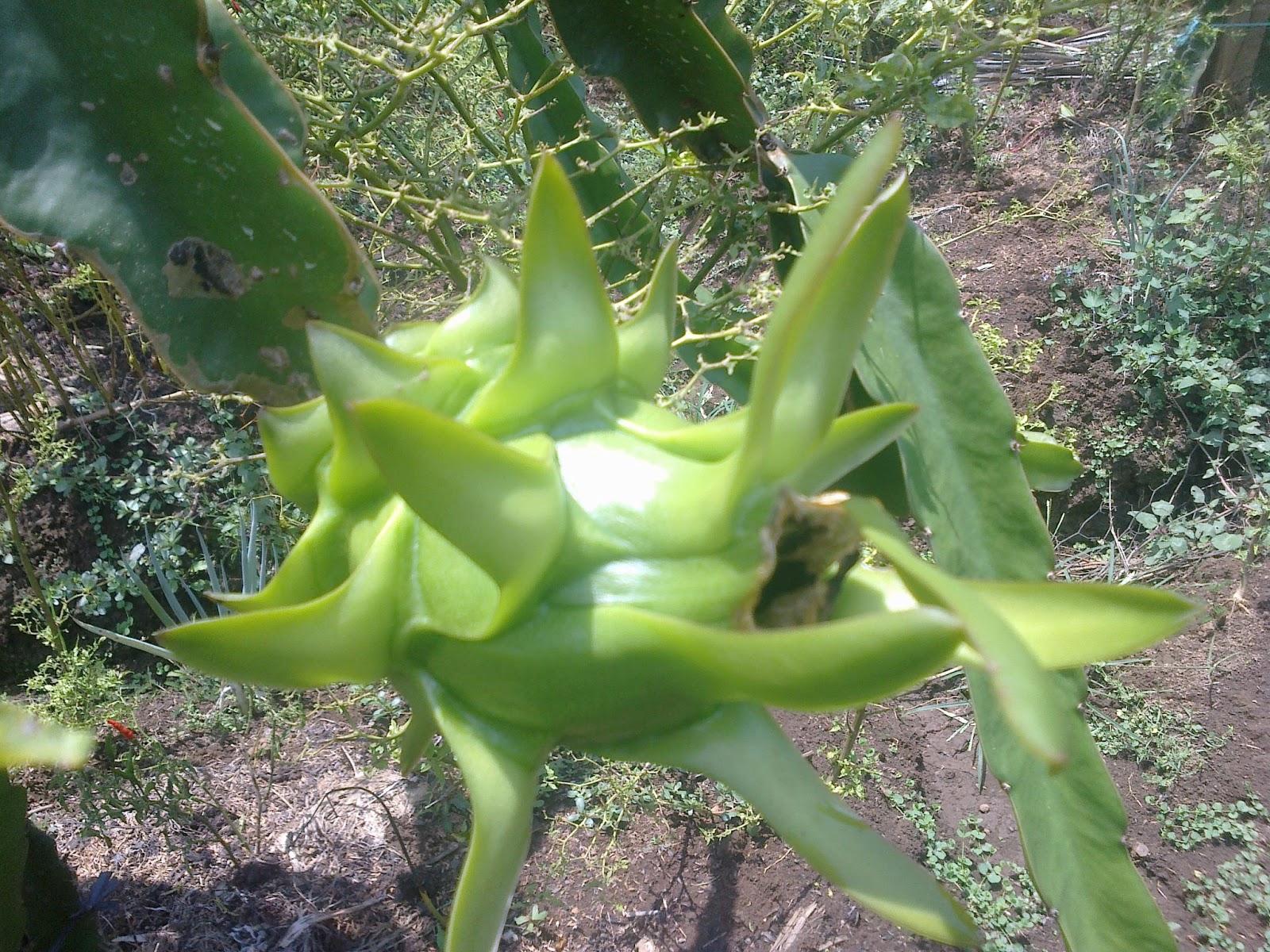 BUAH NAGA PULUNG: STRUKTUR TUMBUHAN BUAH NAGA