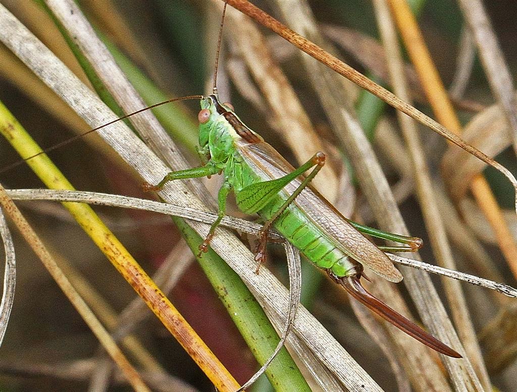 Orthoptera in Britain and Europe (Michael Foley): Long-winged Conehead ...