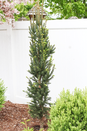 VW Garden: Columnar Trees and Shrubs for Privacy