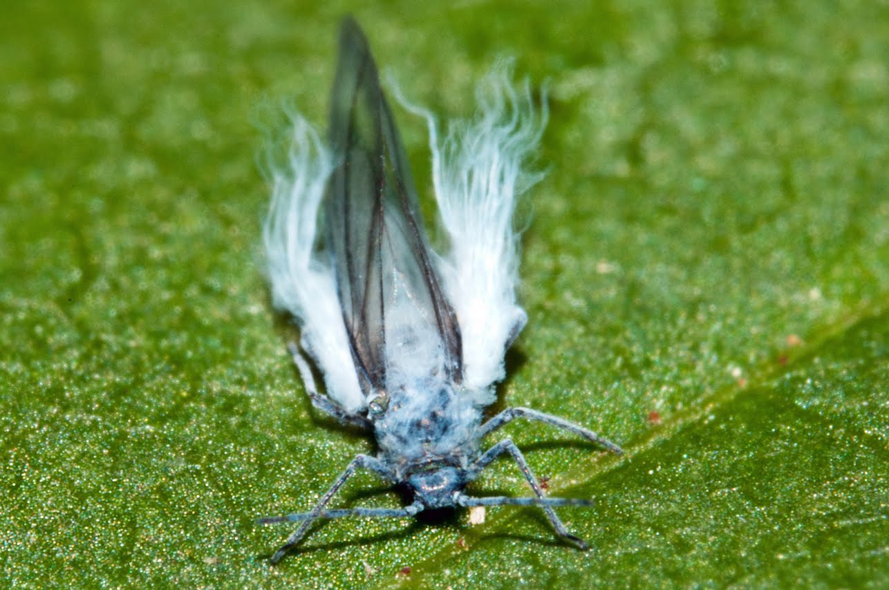 Bugs of Mackie: Woolly Aphid - Eriosomatinae