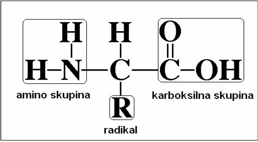 Instrukcije iz kemije i biologije: Sinteza proteina