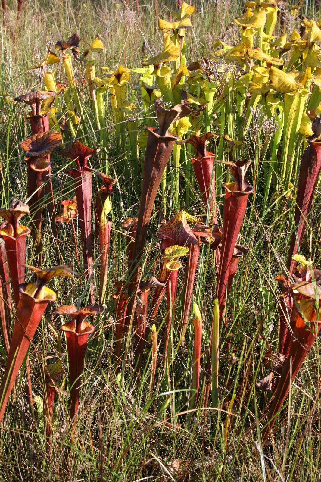Native Florida Wildflowers: Yellow/Trumpet-leaved Pitcher Plant ...