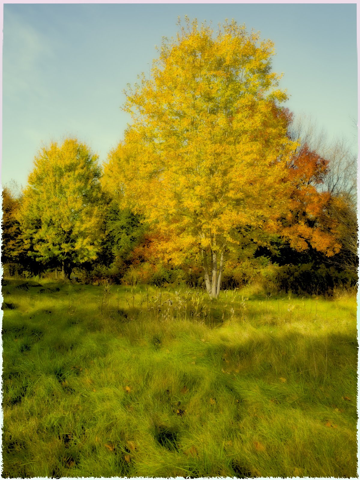 Face Wallpapers: Nature Wallpapers