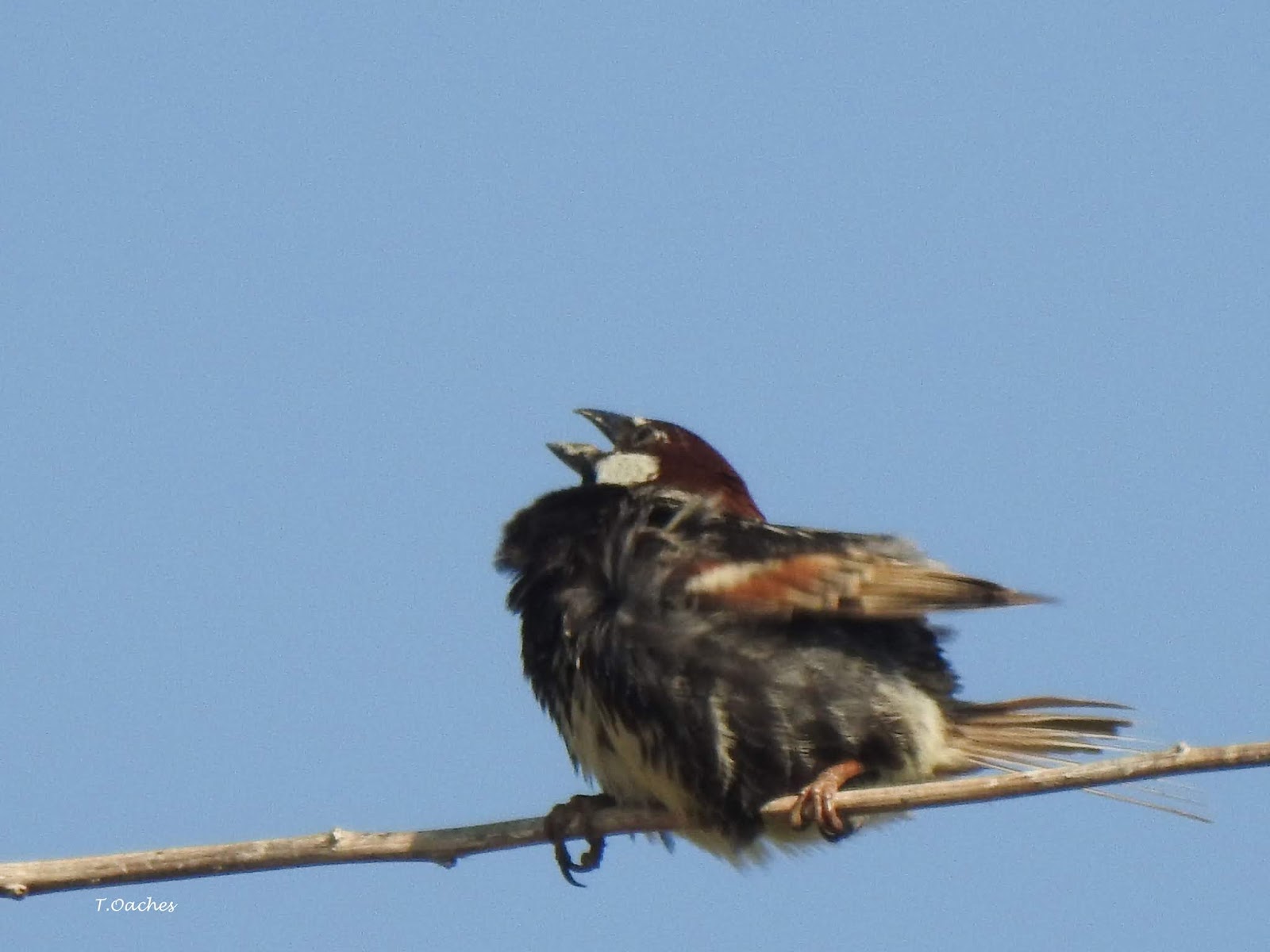 PASARI DIN ROMANIA: VRABIE NEGRICIOASA, Passer hispaniolensis