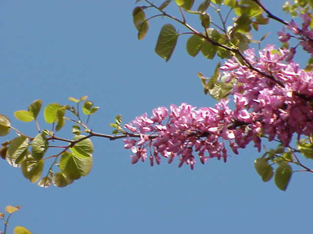 ΦΥΤΩΡΙΑ ΔΕΛΤΑ NURSERIES DELTA TREES LTD: ΚΕΡΚΙΣ - ΚΕΡΚΙΔΑ-ΚΟΥΤΣΟΥΠΙΑ ...